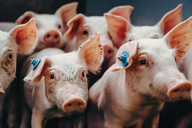 Neues Tierwohl-Modul für belgisches Schweinefleisch - Die Fleischerei