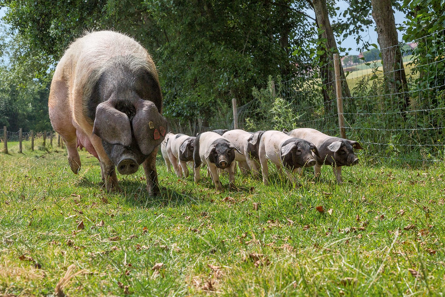 Wenn Rassen aussterben - Die Fleischerei