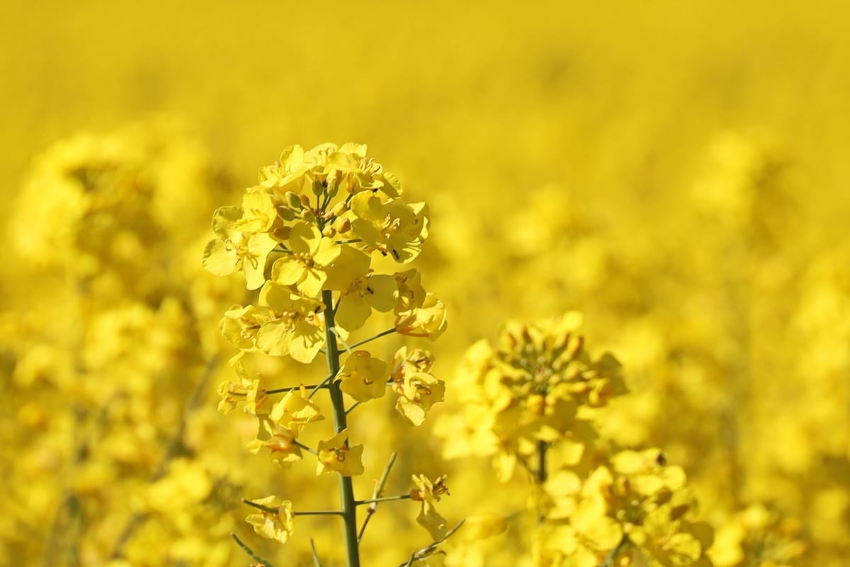 Raps bessere Proteinquelle als Soja? - Die Fleischerei