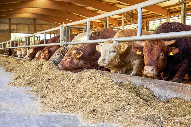 Mehr Tierwohl-Standards für Rindfleisch - Die Fleischerei