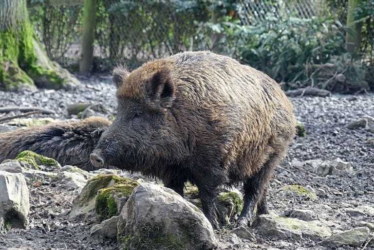 SÜFFA 2020: Wildbret ist ein Trendthema - Die Fleischerei