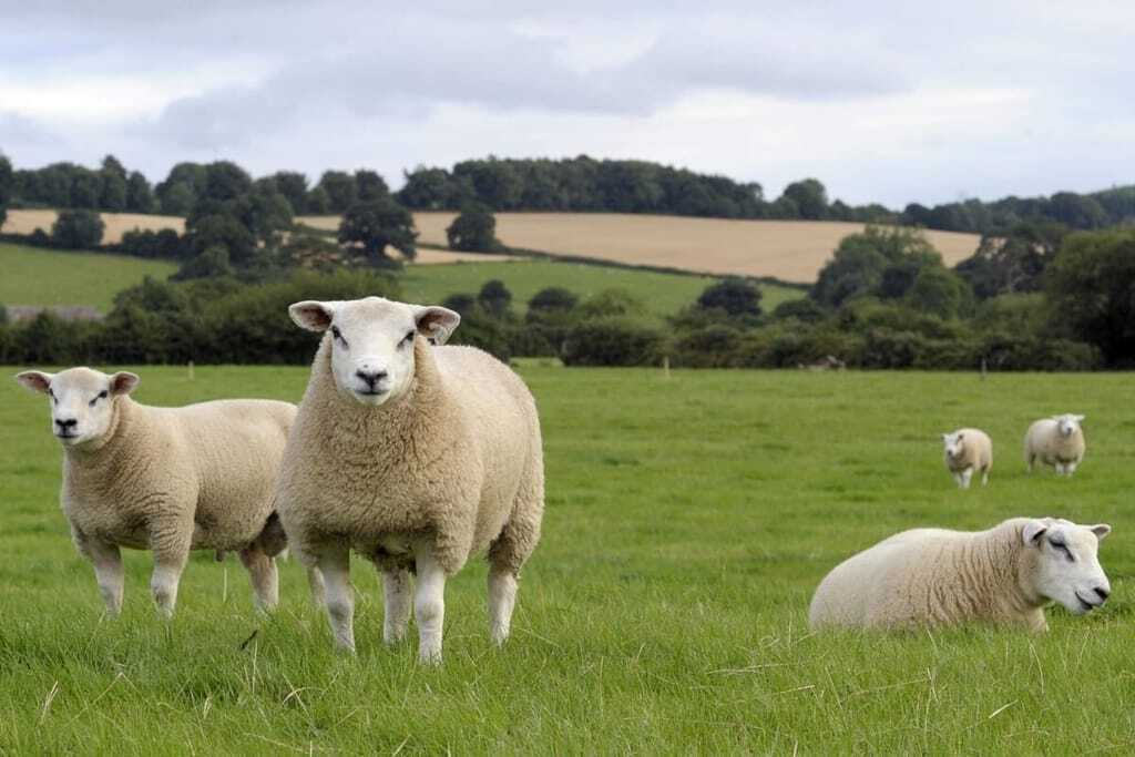 Schafzucht bietet Mehrwert - Die Fleischerei