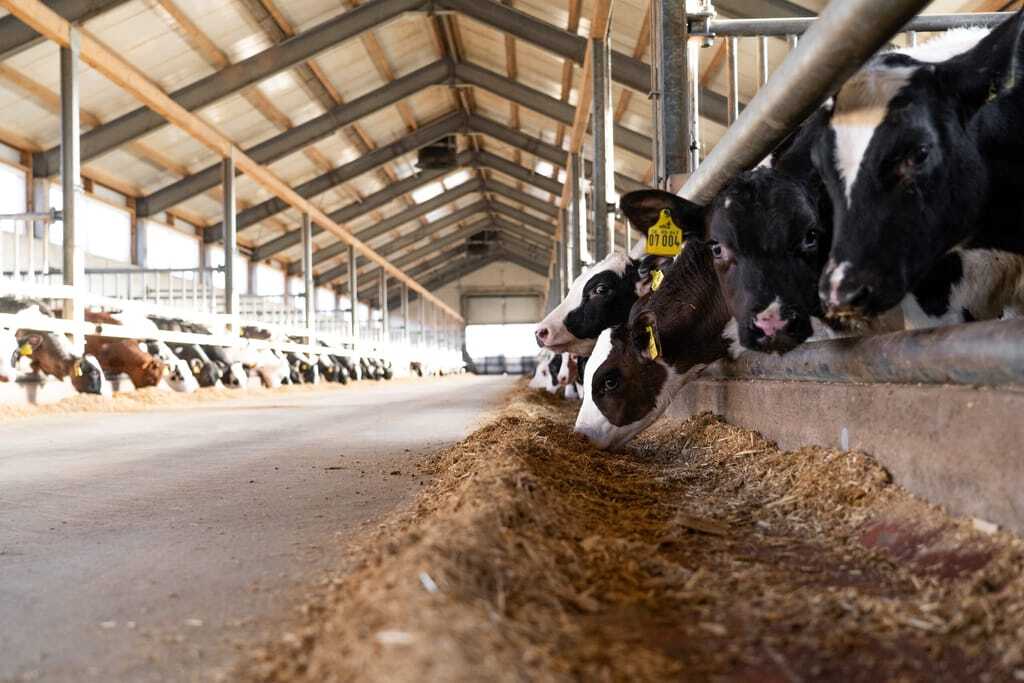 Kalbfleisch aus kontrollierter Haltung - Die Fleischerei