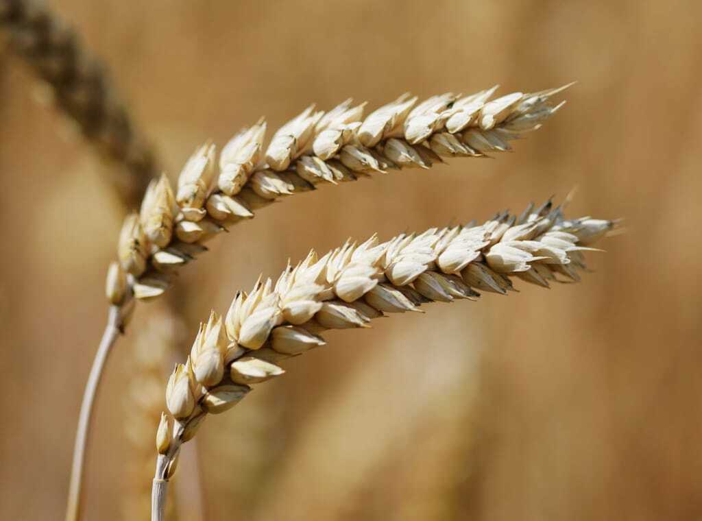 Weizen – Eine wichtige Getreideart - Die Fleischerei