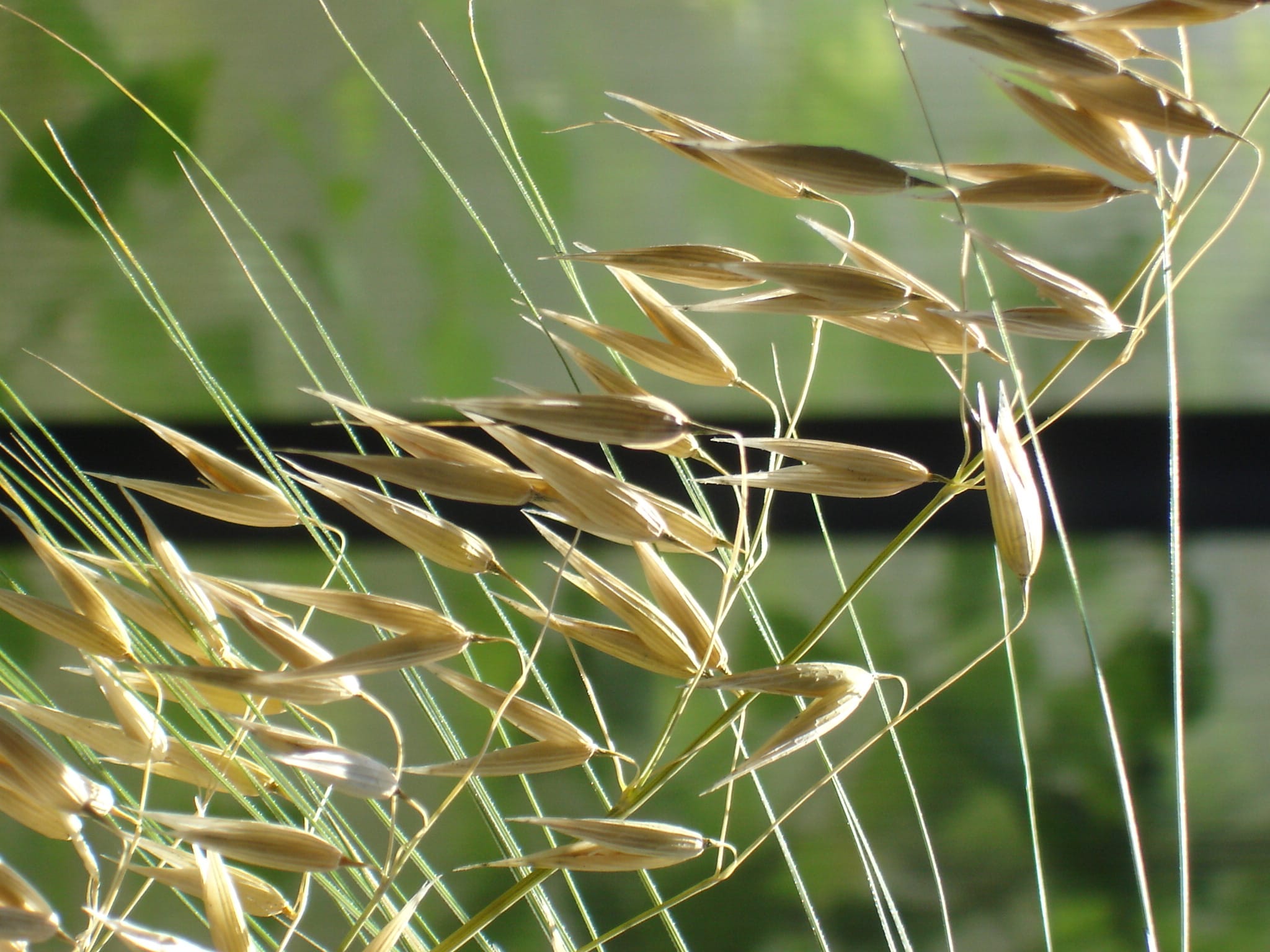 Hafer – Mehr als nur Flocken - Die Fleischerei